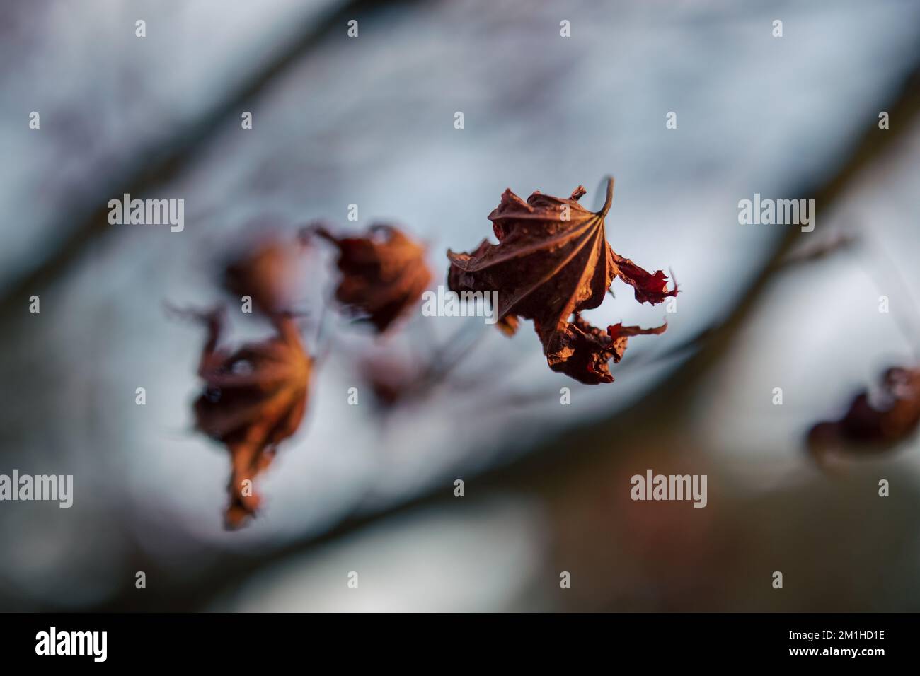red leaves dying in winter Stock Photo - Alamy