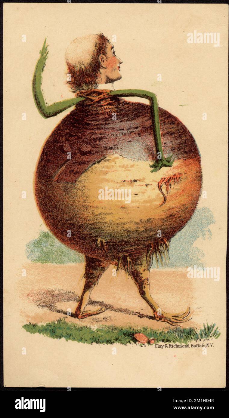 Man's head on a turnip's body. , Men, Turnips, 19th Century American ...