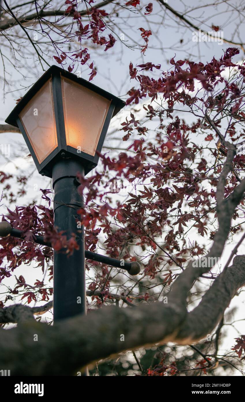 lamp post in red tree Stock Photo - Alamy