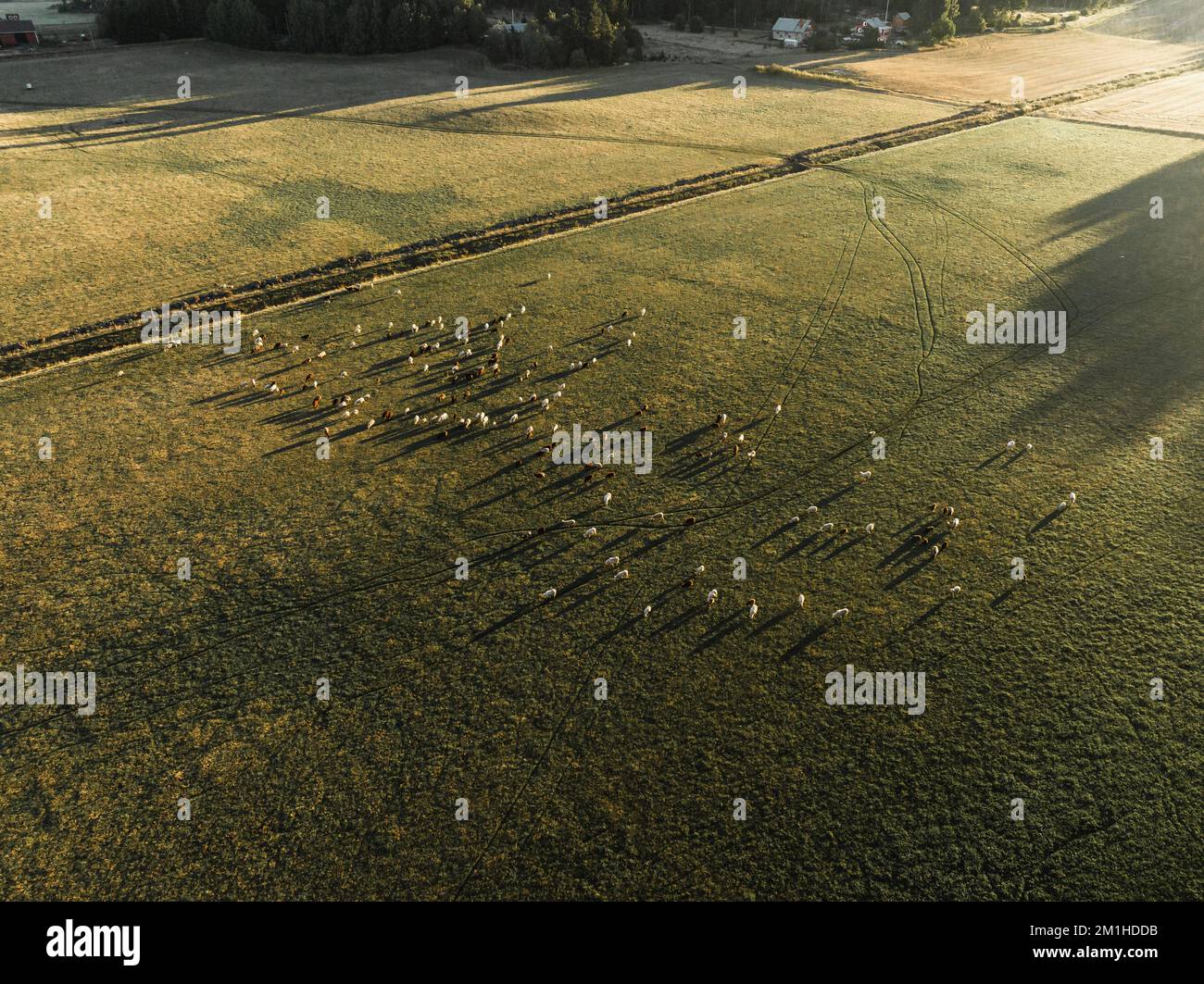 An aerial view of a herd of sheep grazing on a field during a bright ...