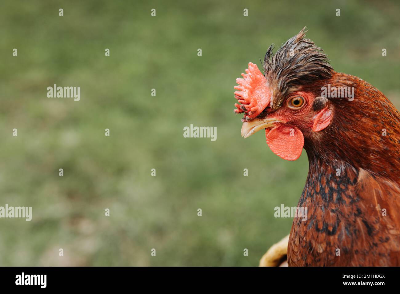 Isolated red chicken breed in an organic farm Stock Photo - Alamy