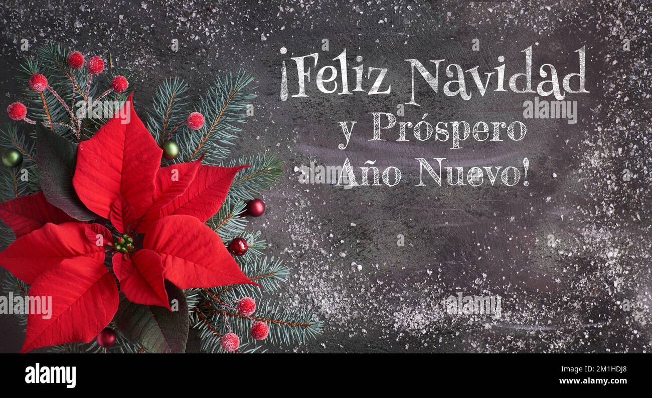 Christmas flower poinsettia and decorated fir tree twigs on dark ...