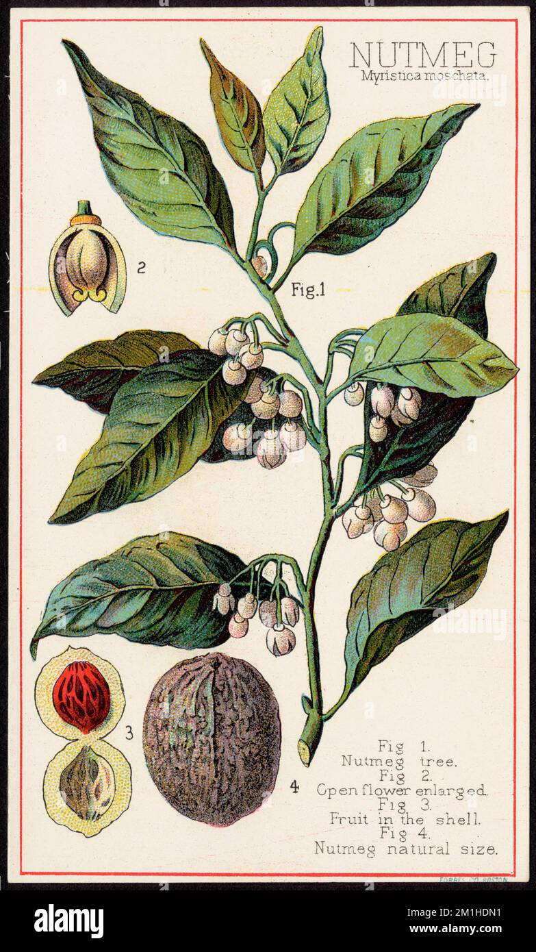 Nutmeg myristica moschata hi-res stock photography and images - Alamy