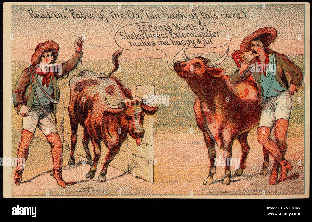 Fat oxen hi-res stock photography and images - Alamy