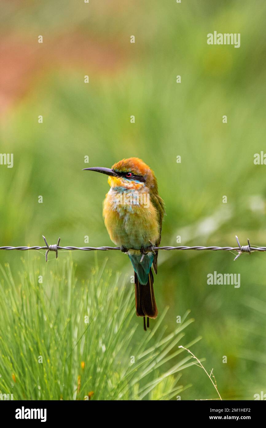 Rainbow bee eater seen in Queensland, Australia perched on a barb wire ...