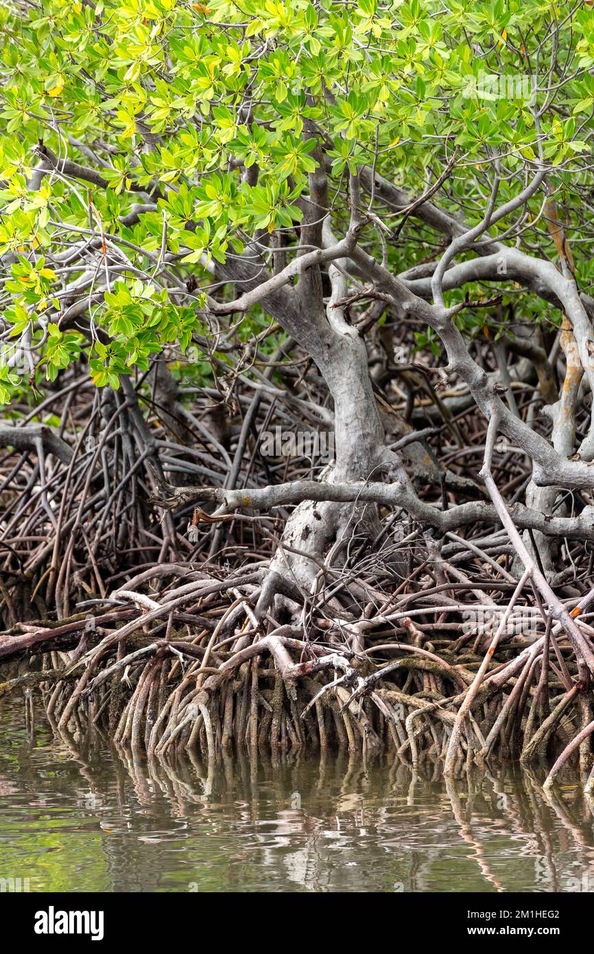A vertical shot of a beautiful root of tropical coastal vegetation of ...