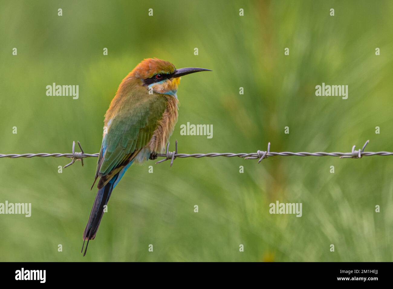 Rainbow bee eater seen in Queensland, Australia perched on a barb wire ...