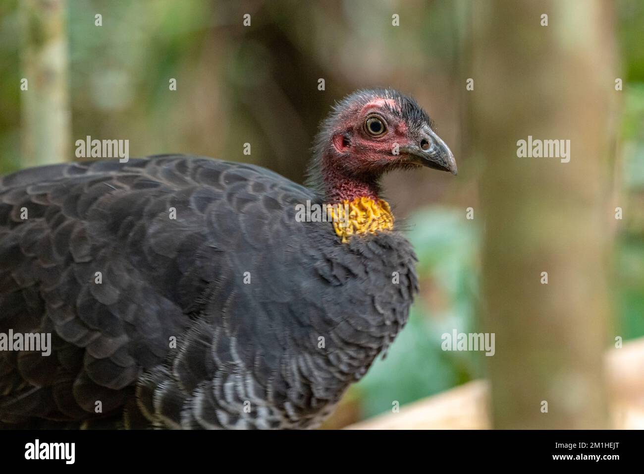 Brush farm park hi-res stock photography and images - Alamy