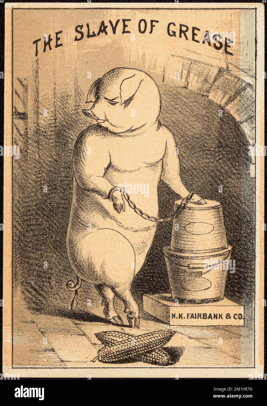 The slave of grease , Swine, Oils & fats, Corn, Shackles, Animals in ...