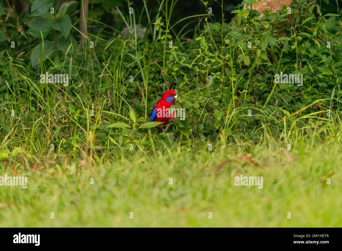 Australian Rosella (genus Platycercus) seen in rainforest area in the ...