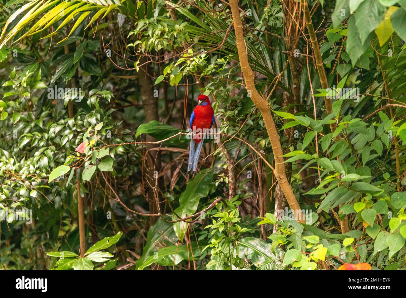 Australian Rosella (genus Platycercus) seen in rainforest area in the ...