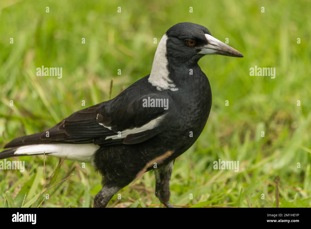 Native Australian magpie (Gymnorhina tibicen) seen on green grass area ...