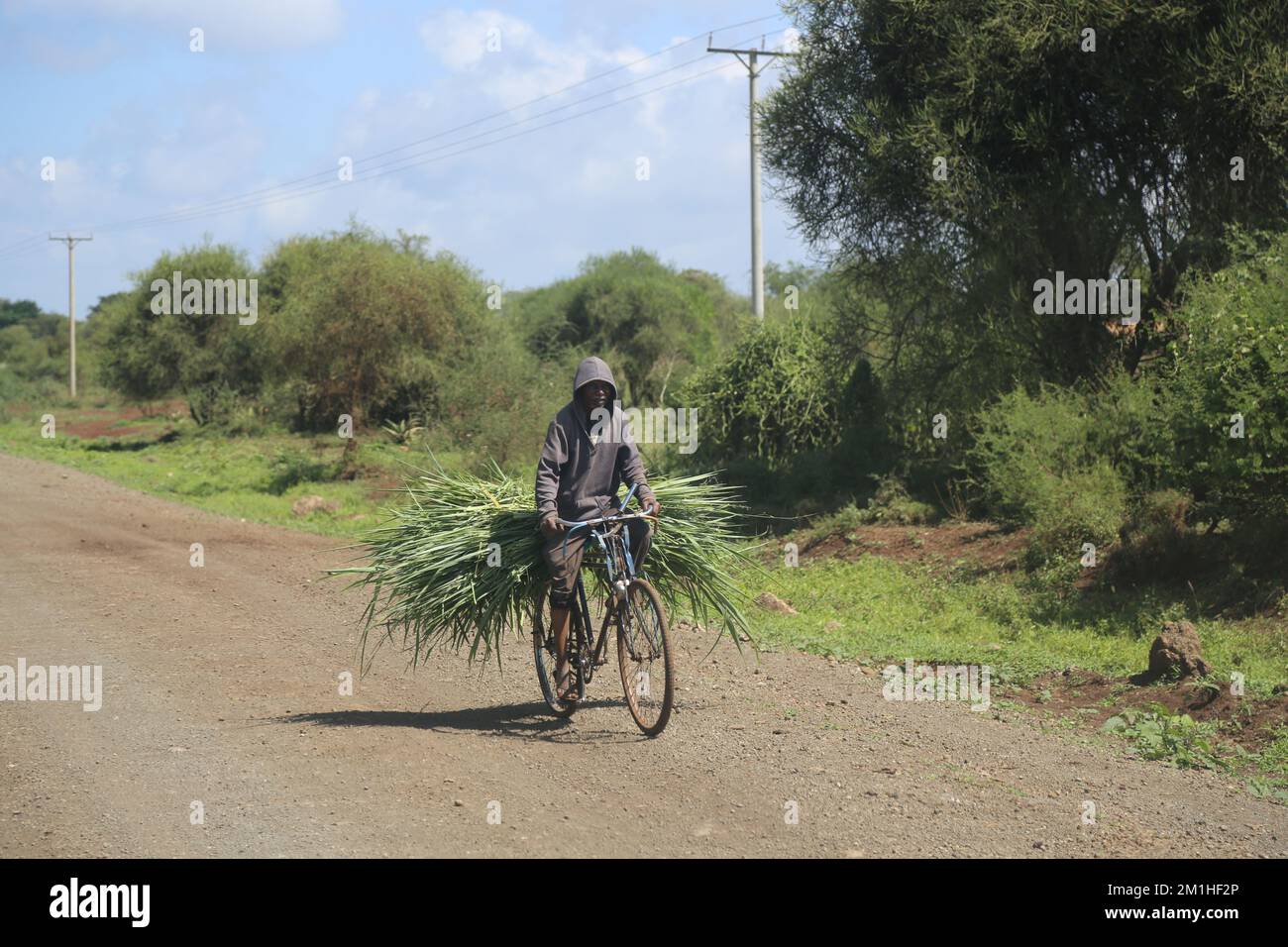 man A male riding a bicycle on a road surrounded by greenery and ...