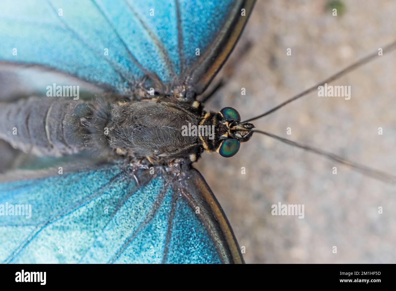 A macro of the eyes and thorax of a blue butterfly Stock Photo - Alamy