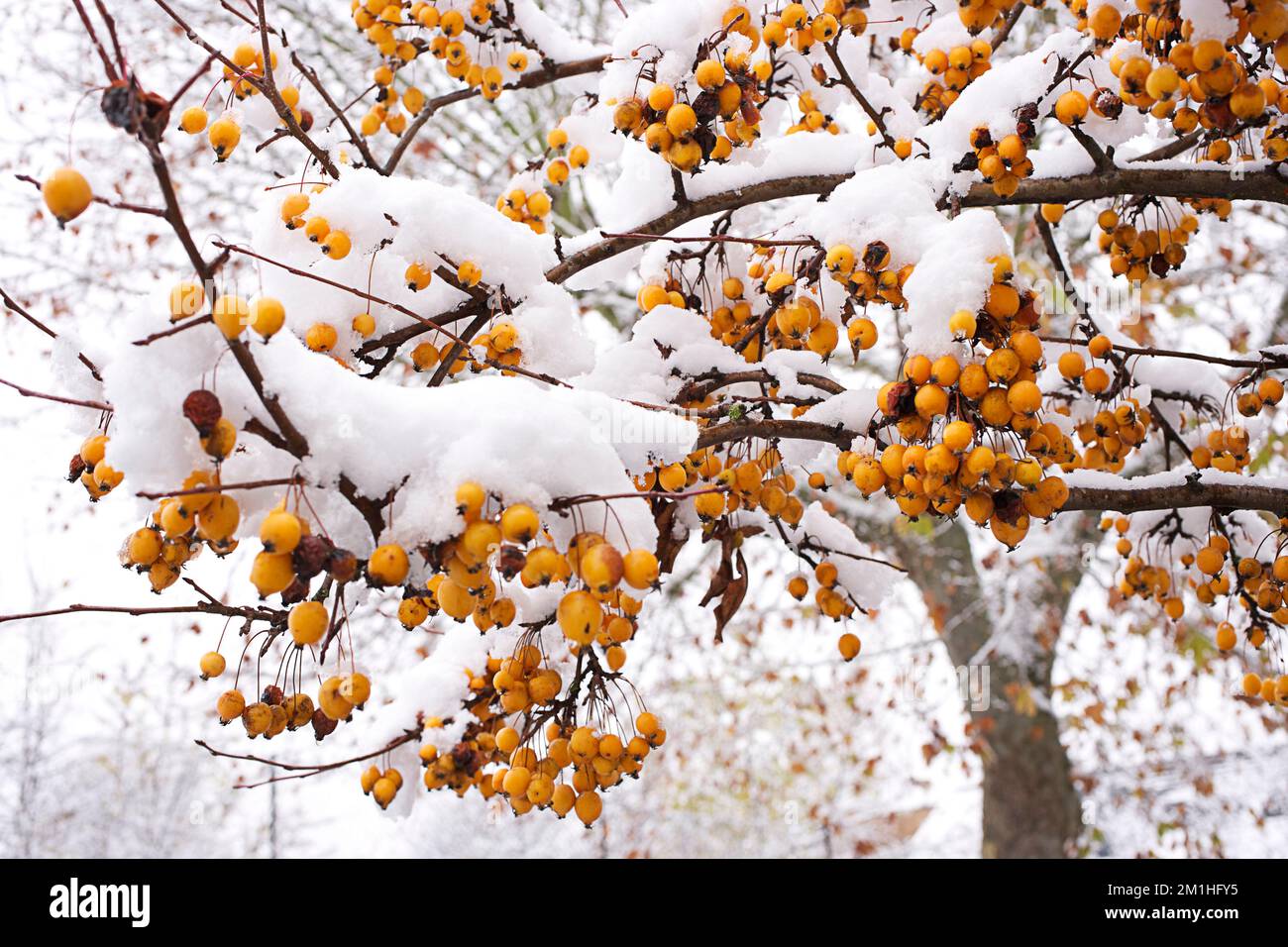 Malus comtesse de paris hi-res stock photography and images - Alamy