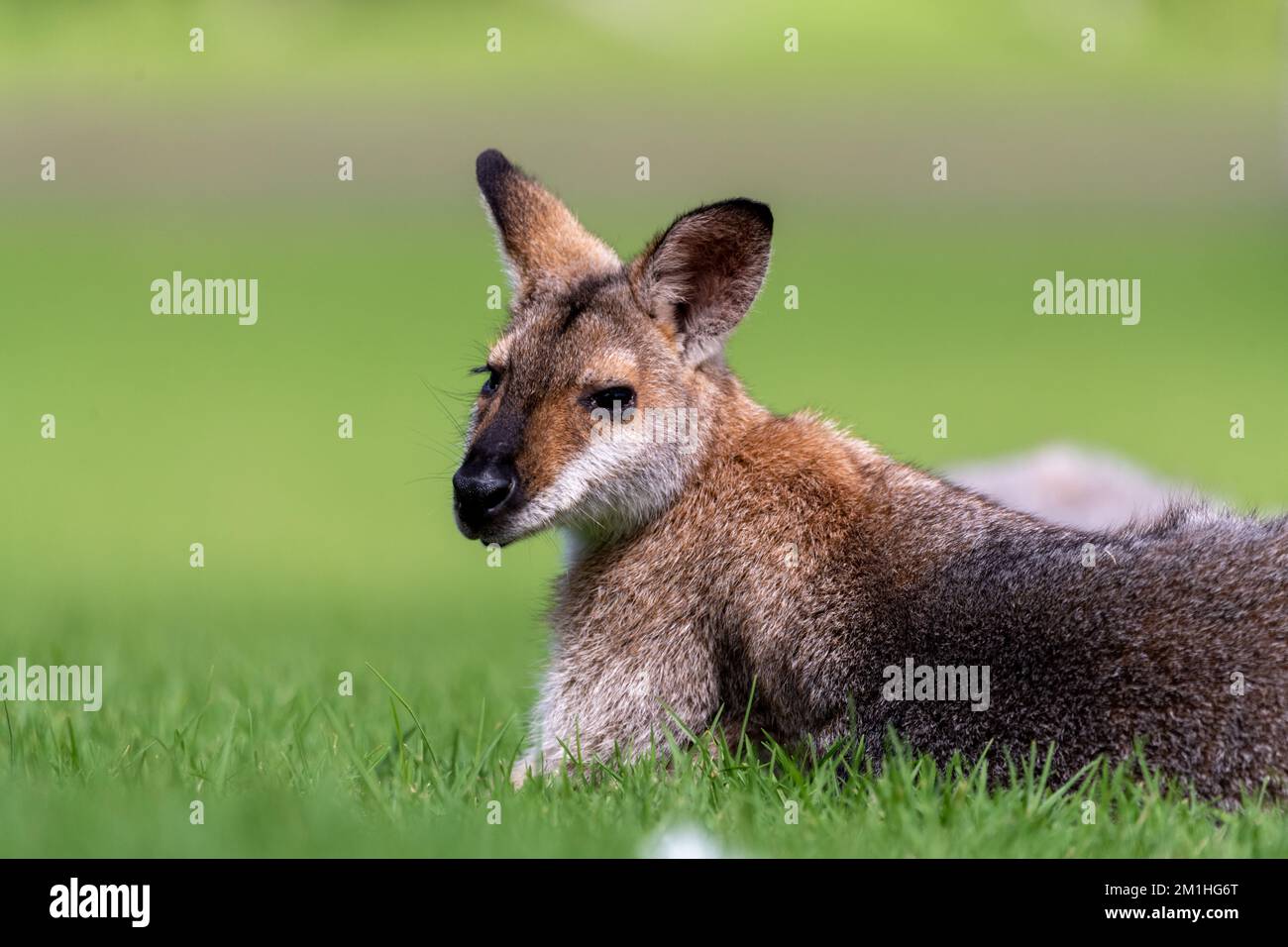 Wild wallaby seen laying on green grass at the Bunya Mountains ...