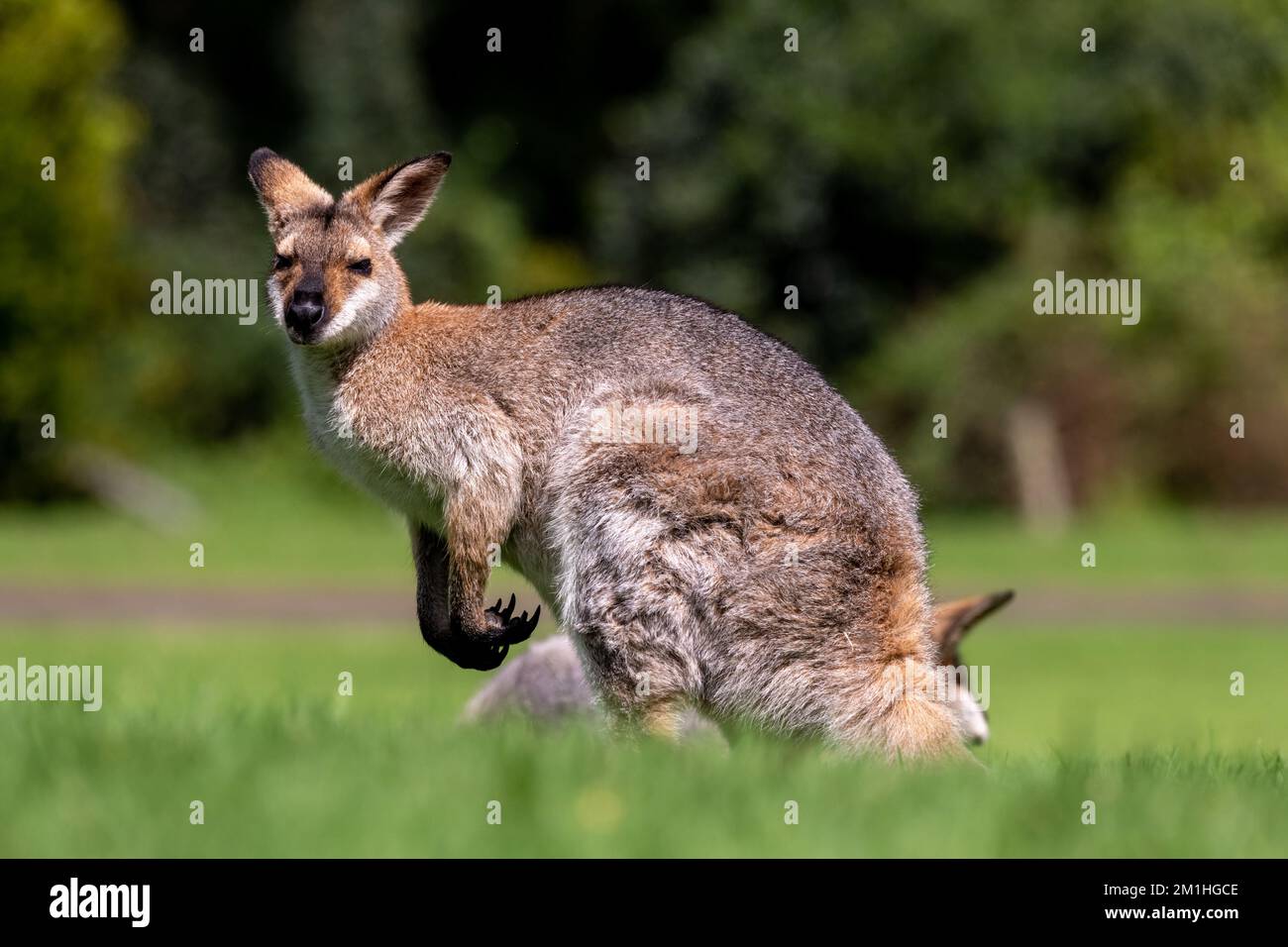 Wild wallaby seen standing on green grass at the Bunya Mountains ...