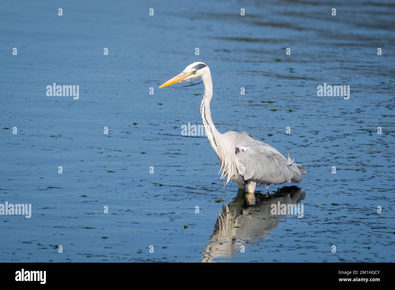 Heron wading into deep water Stock Photo - Alamy