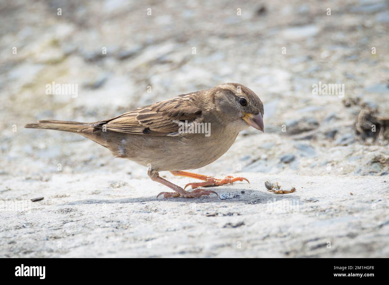 Ground hopper hi-res stock photography and images - Alamy