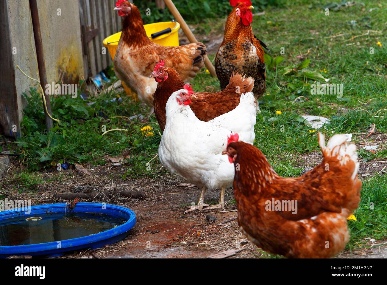 Hens {Gallus gallus}roaming free in a barn yard Stock Photo - Alamy
