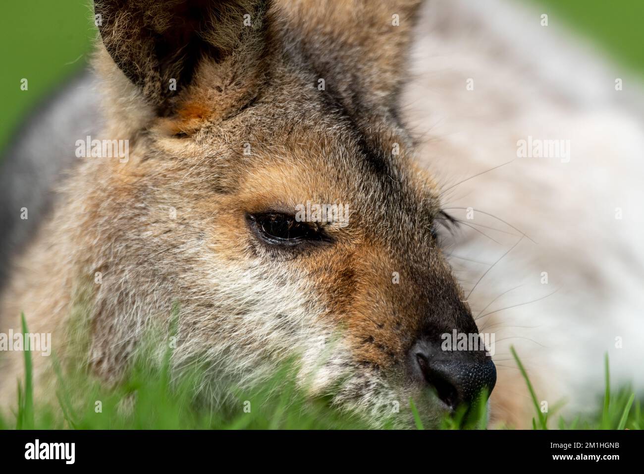 Wild wallaby seen standing on green grass at the Bunya Mountains ...