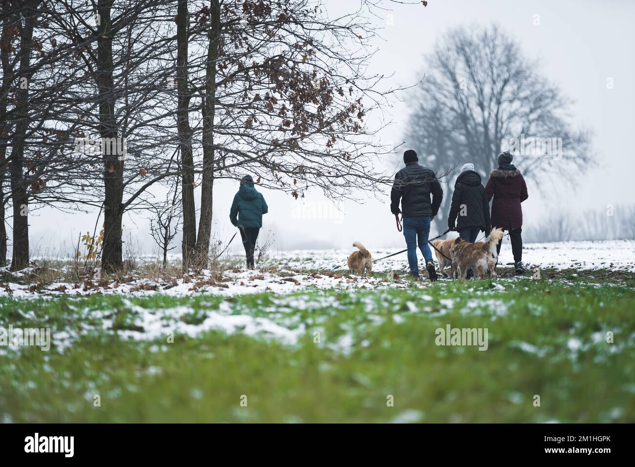 Back view group dog shelter hi-res stock photography and images - Alamy