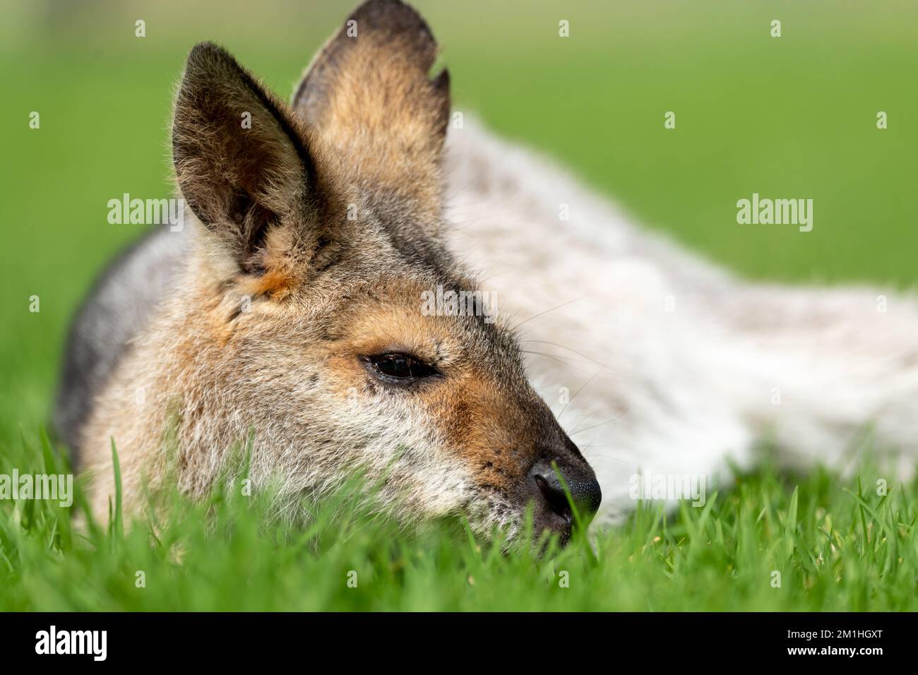 Close up of a wild wallaby seen in Australia with green grass ...