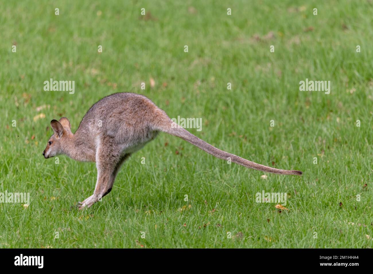 Wild wallaby seen standing on green grass at the Bunya Mountains ...