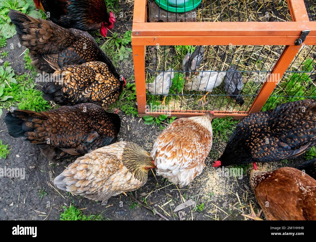 Integrating chicks into a hen flock by keeping them caged in the ...