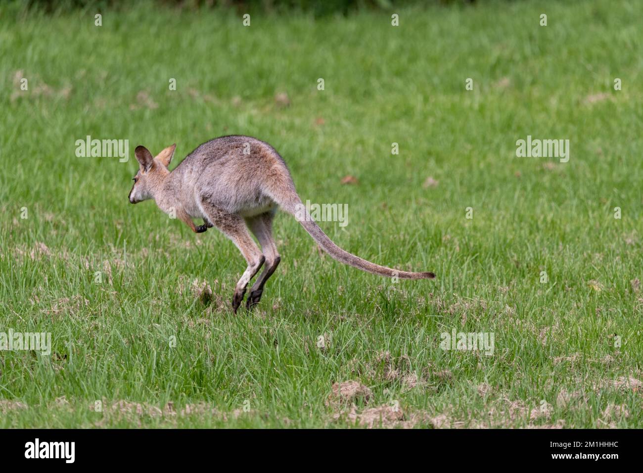 Wild wallaby seen standing on green grass at the Bunya Mountains ...