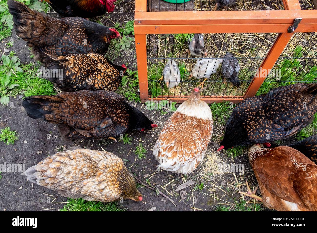 Integrating chicks into a hen flock by keeping them caged in the ...