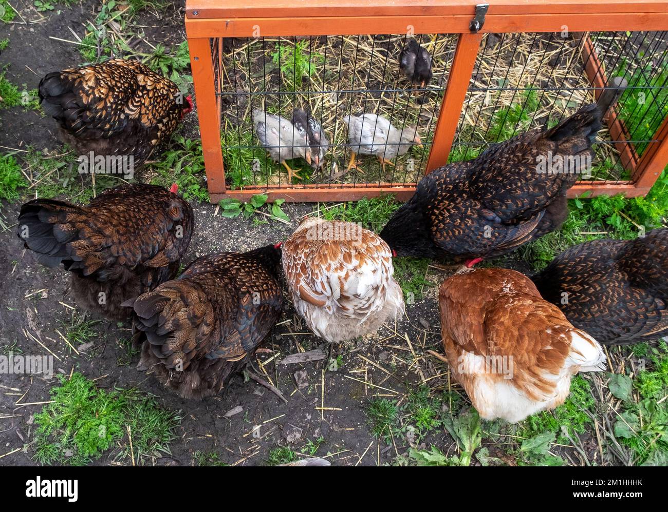 Integrating chicks into a hen flock by keeping them caged in the ...