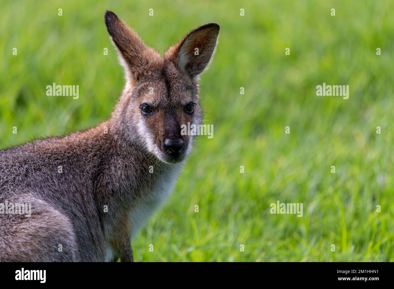 Wild wallaby seen standing on green grass at the Bunya Mountains ...