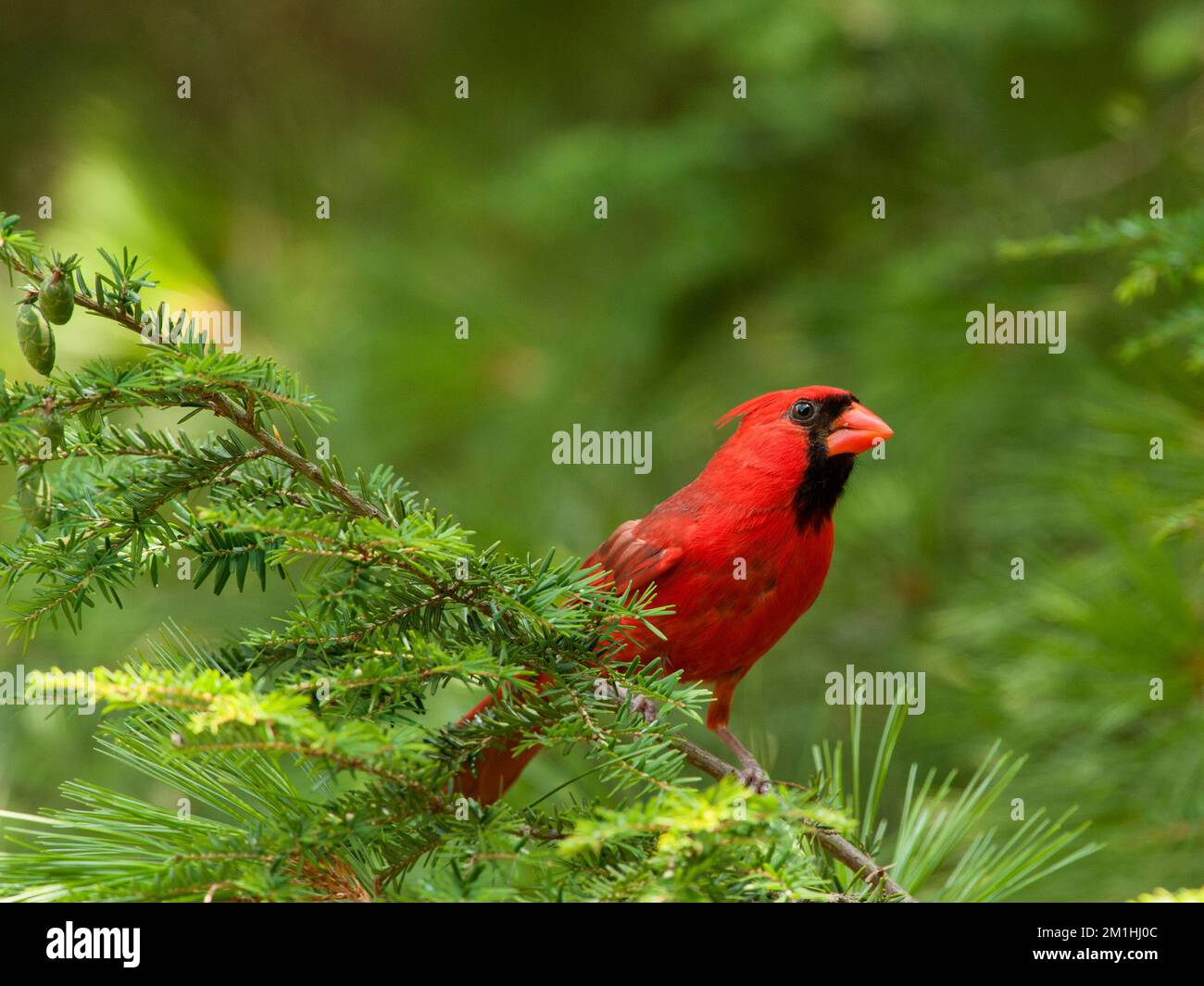 Male male northern cardinal hi-res stock photography and images - Alamy