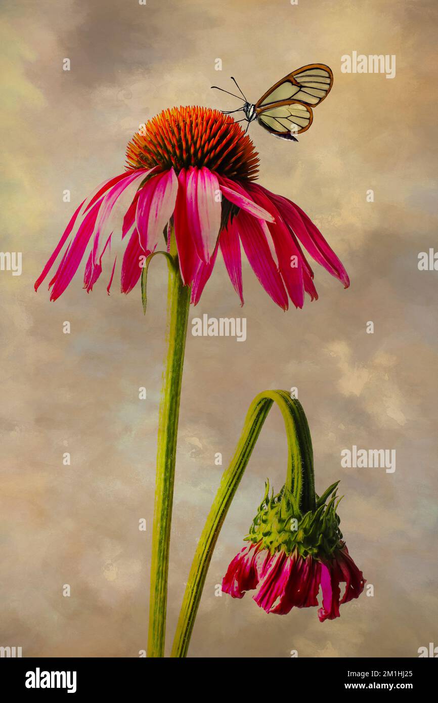 Gentle stems hi-res stock photography and images - Alamy