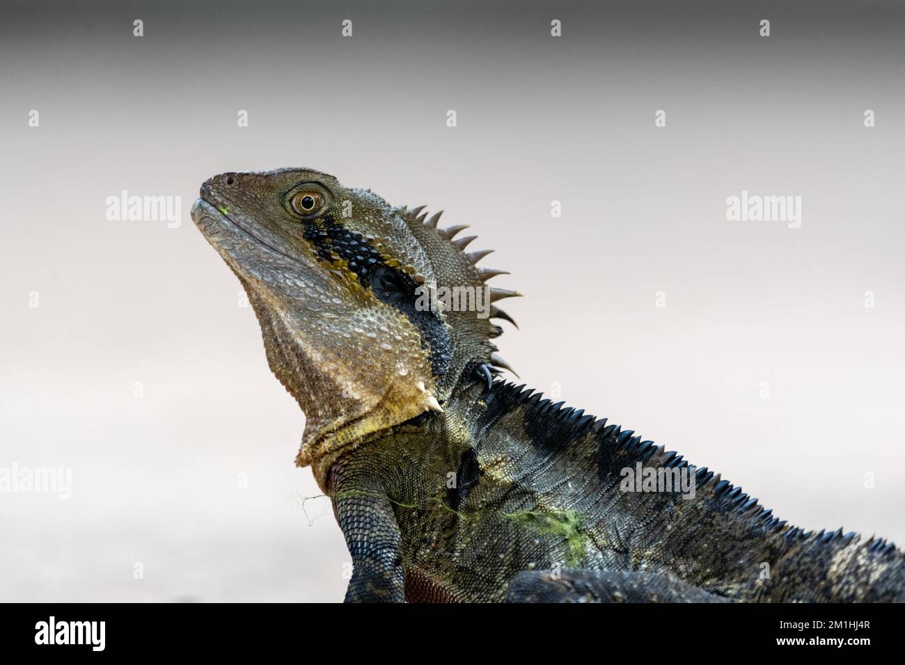 Native Eastern Water Dragon (Intellagama lesueurii) seen in Queensland ...
