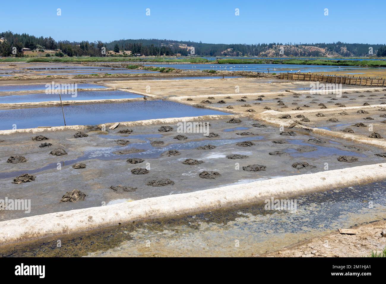 Salinas de Cáhuil and Laguna Cáhuil (Pichilemu) - Chile Stock Photo - Alamy