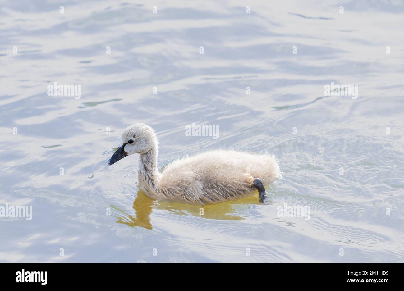 Soft downy white wet cygnet paddling across calm water surface Stock ...