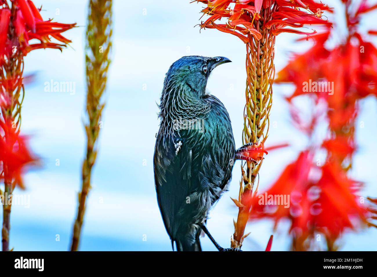 Tui feeding on nectar of red flower of aloe succulent Stock Photo - Alamy