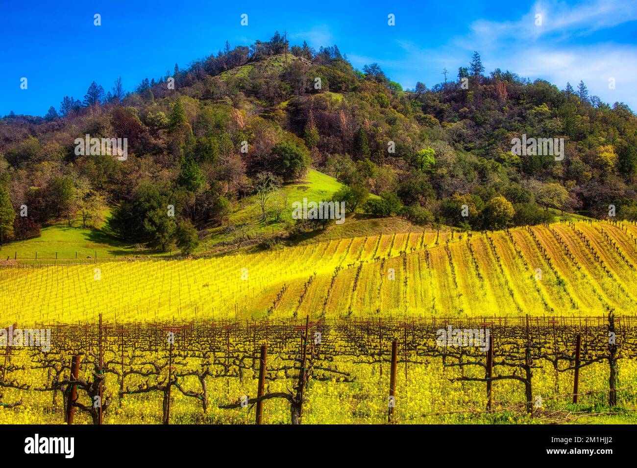 Napa Valley Vineyards With Mustard Grass Stock Photo - Alamy
