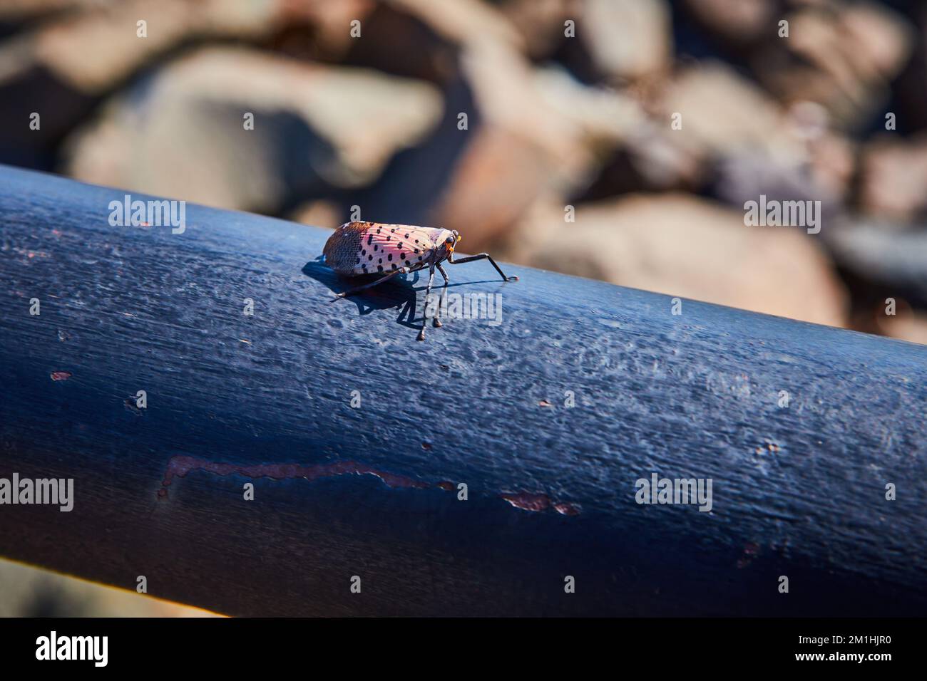 Tiny hazardous bug sitting on dark black railing by rocks Stock Photo ...
