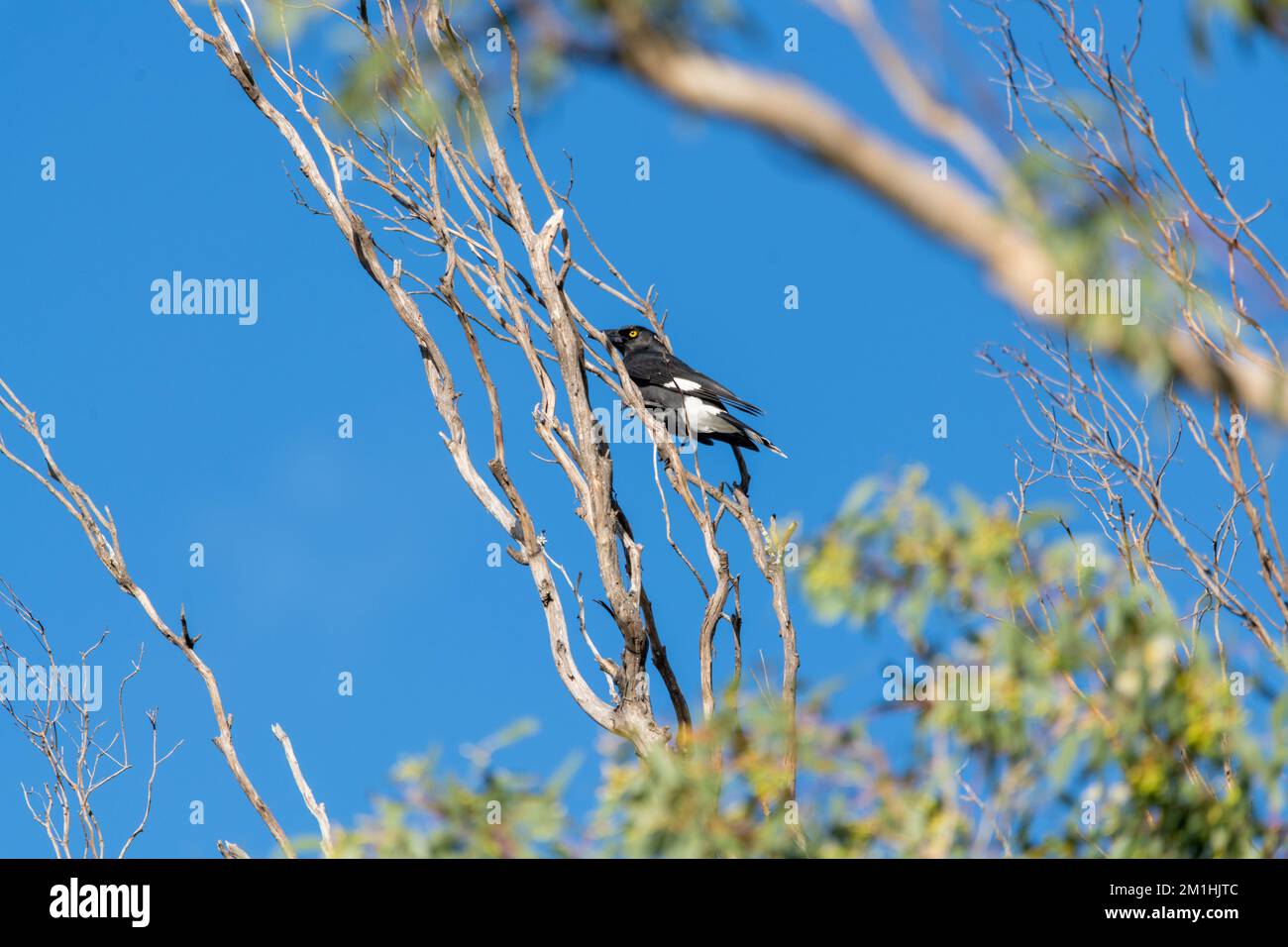 Native Australian magpie seen in Australia with beautiful blue sky ...