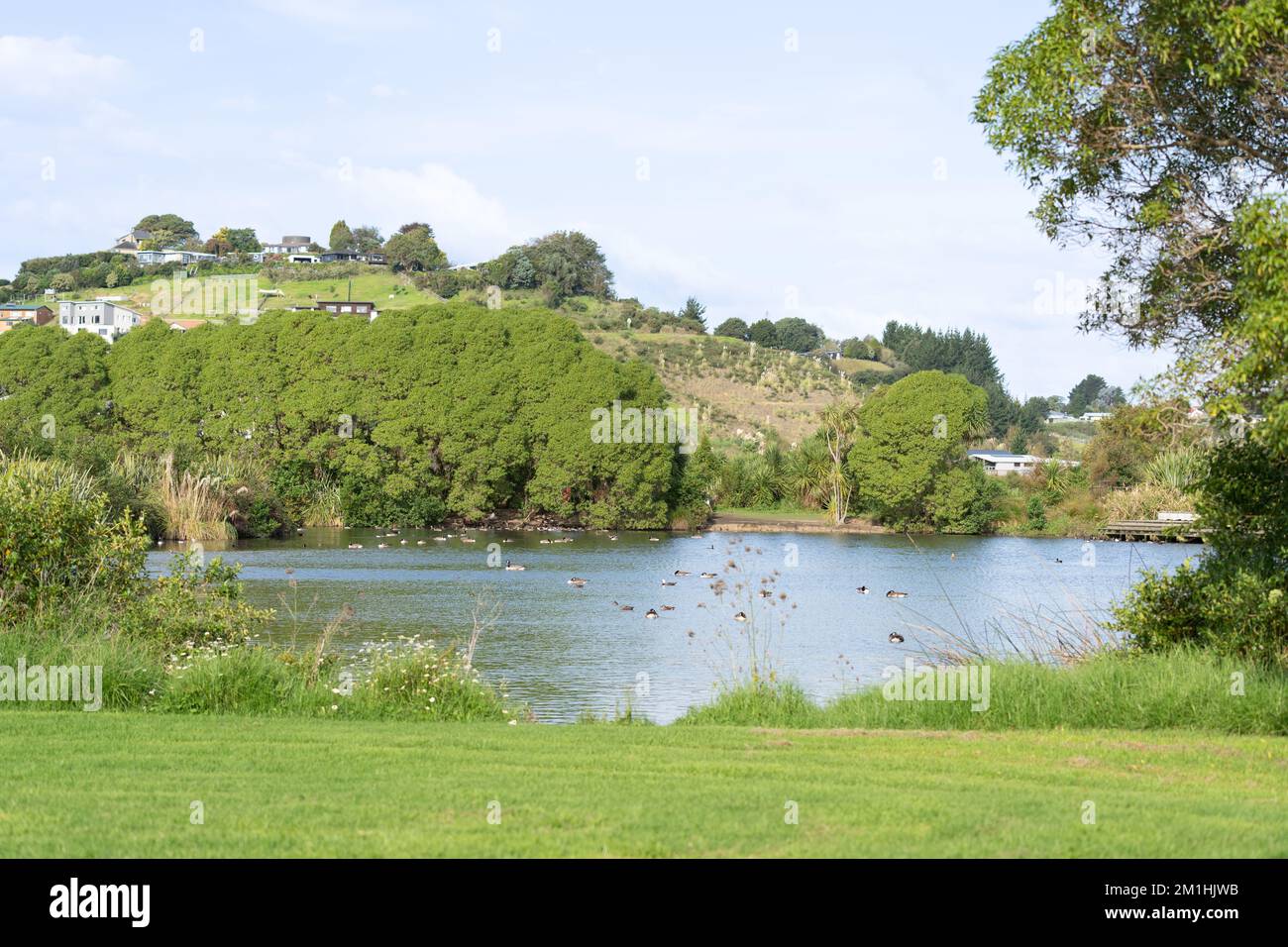 Pond with wildlife in Gordon Carmichael Reserve, Tauranga Stock Photo ...