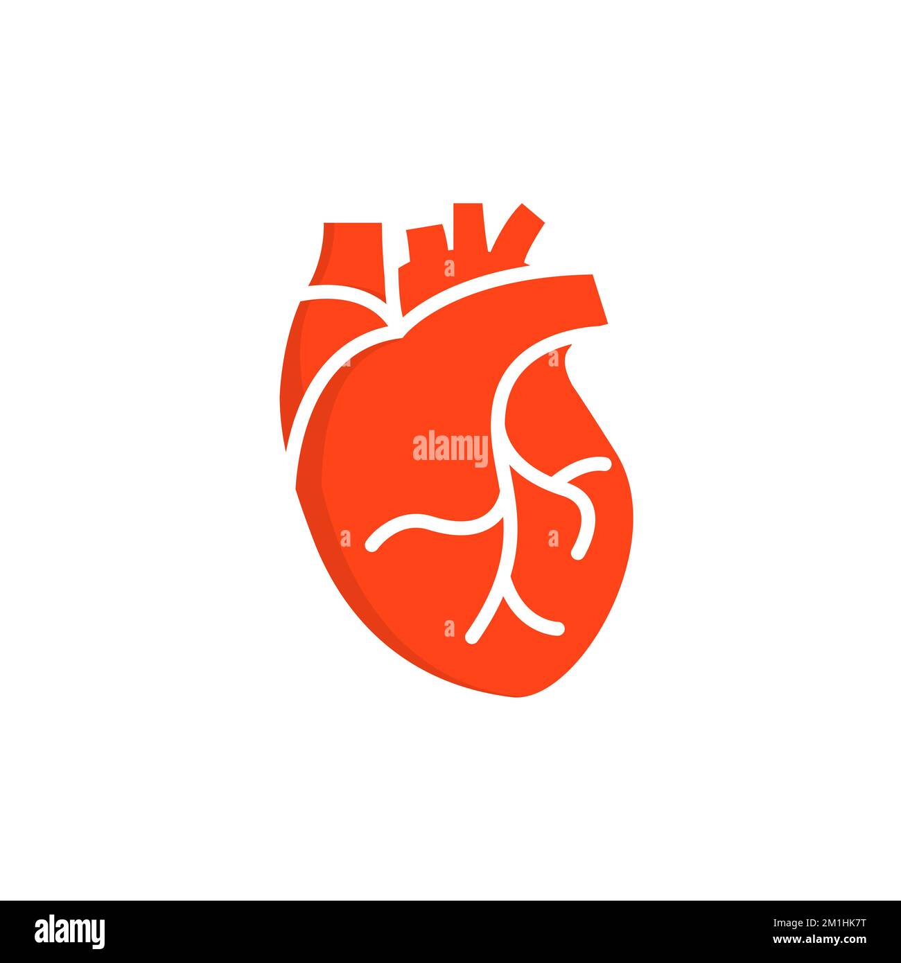 Human Heart Medical Vector Desease Cardiovascular Organ Anatomy