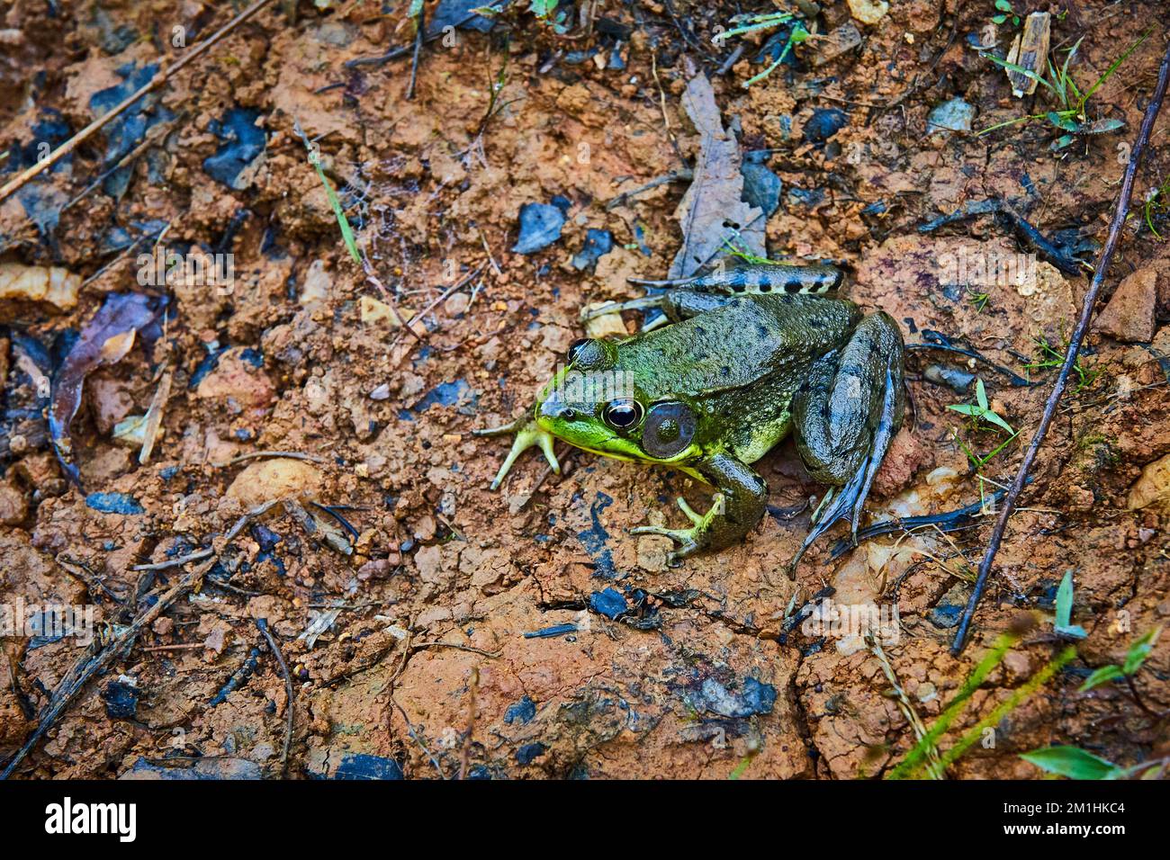 Large brown tree frog hi-res stock photography and images - Alamy