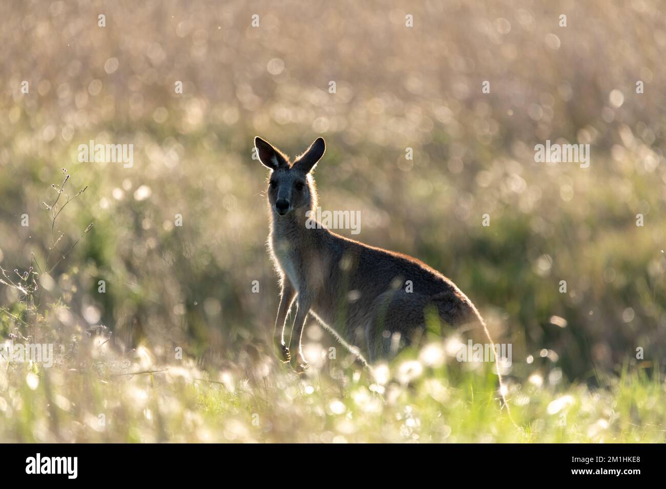 Wild large eastern Kangaroo seen in wild during sunset hour in outback ...