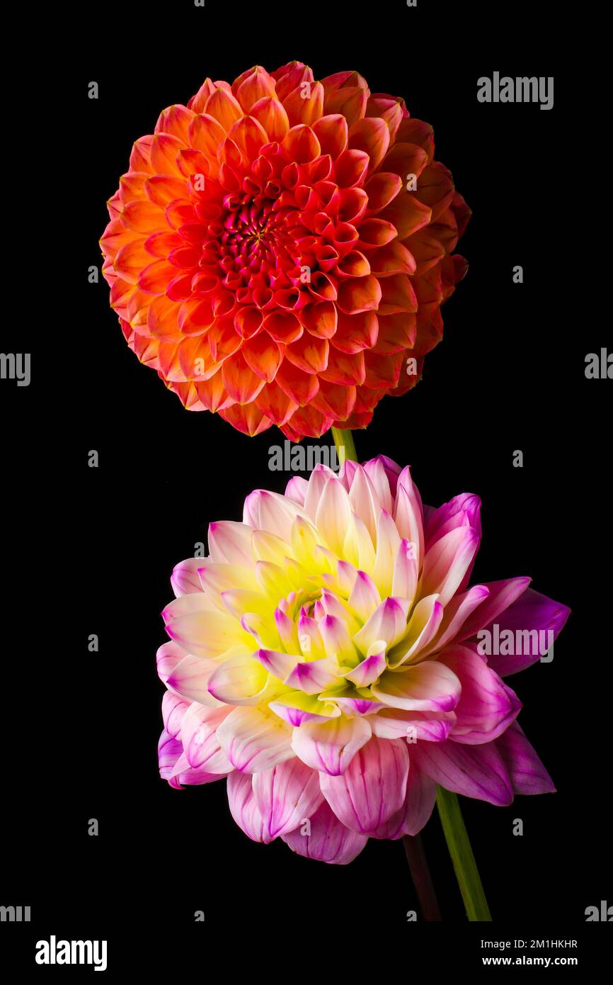 Pastel beauties hi-res stock photography and images - Alamy