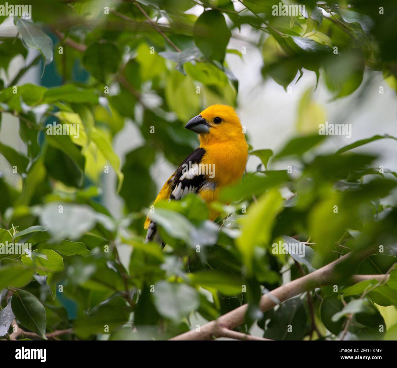 A Southern Yellow Grosbeak (Pheucticus chrysogaster) peeks out from the ...