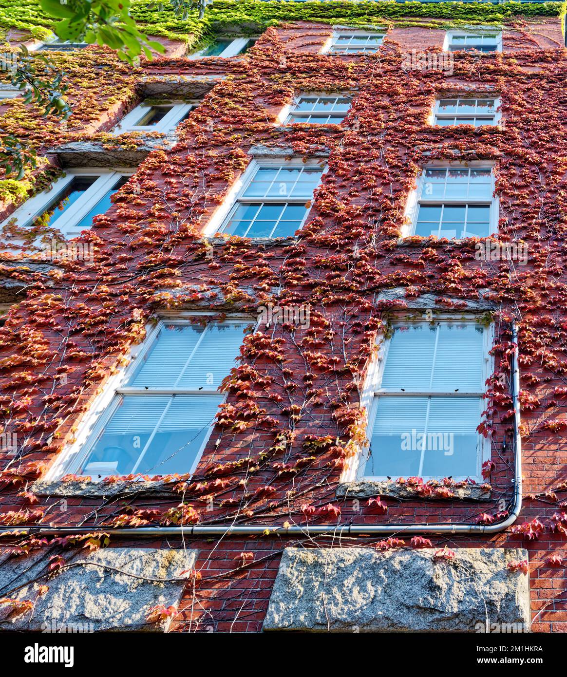 Buildings vines usa hi-res stock photography and images - Alamy