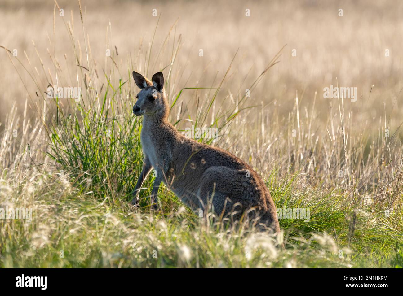 Wild large eastern Kangaroo seen in wild during sunset hour in outback ...